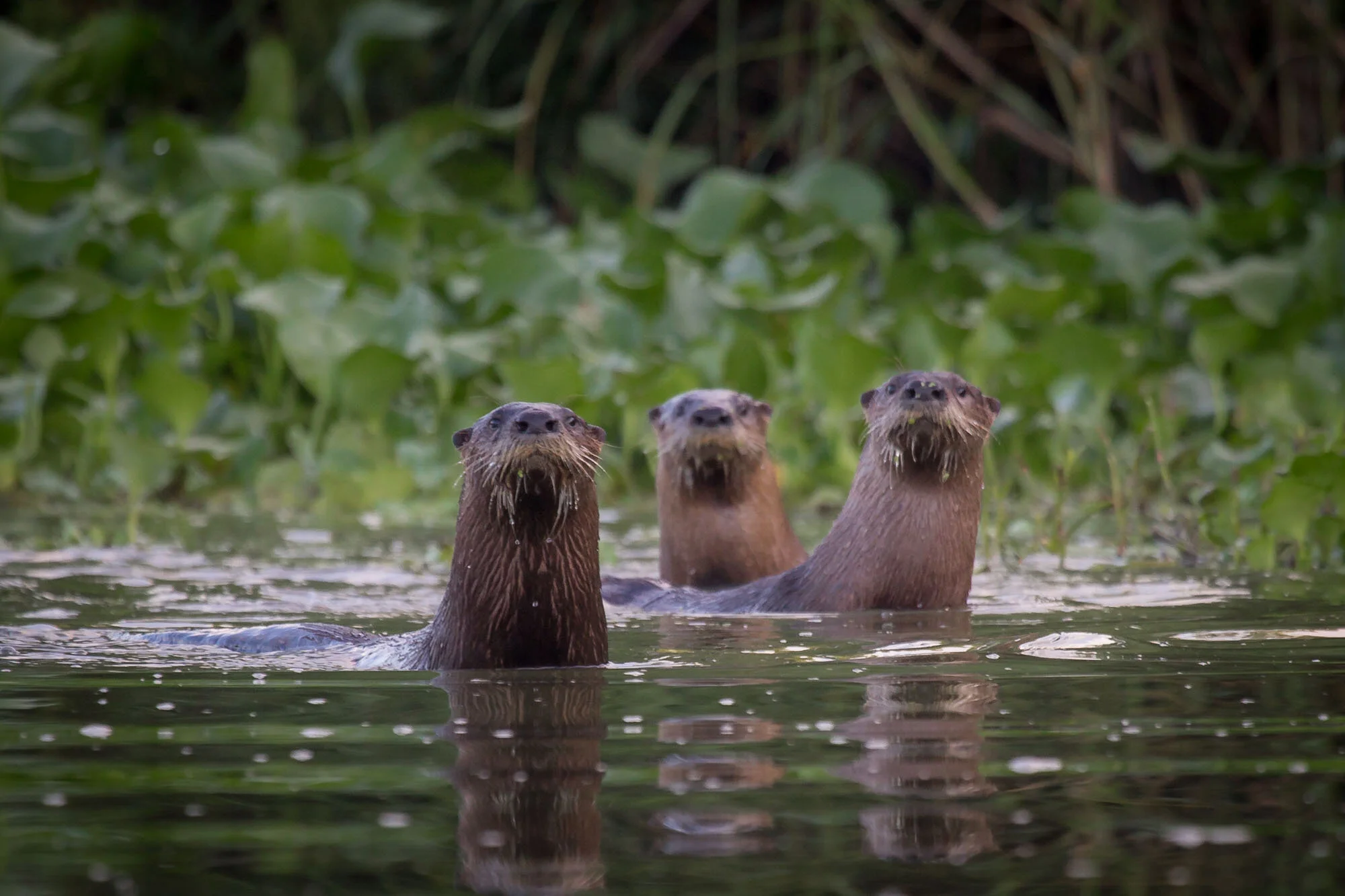 Otter Encounters — ABNC