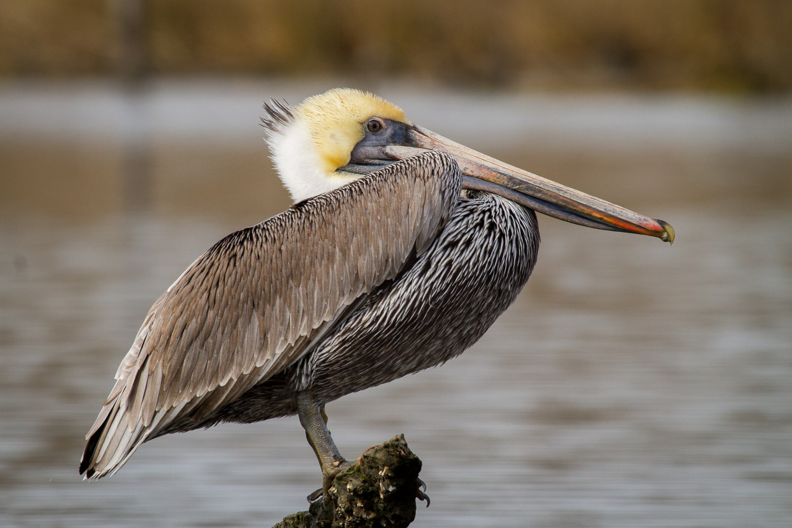 Pelican Outpost — ABNC