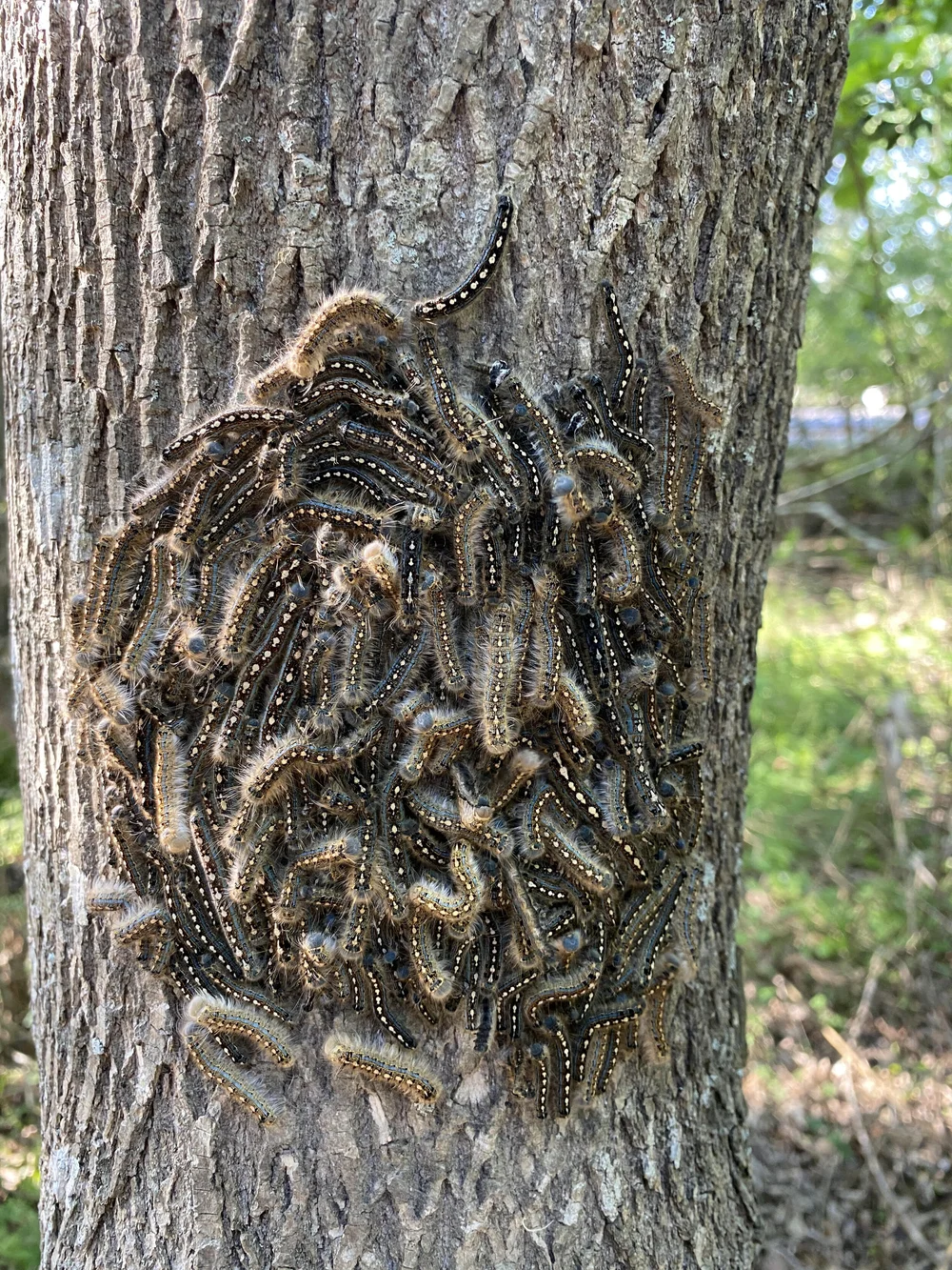 Forest Tent Caterpillars — ABNC