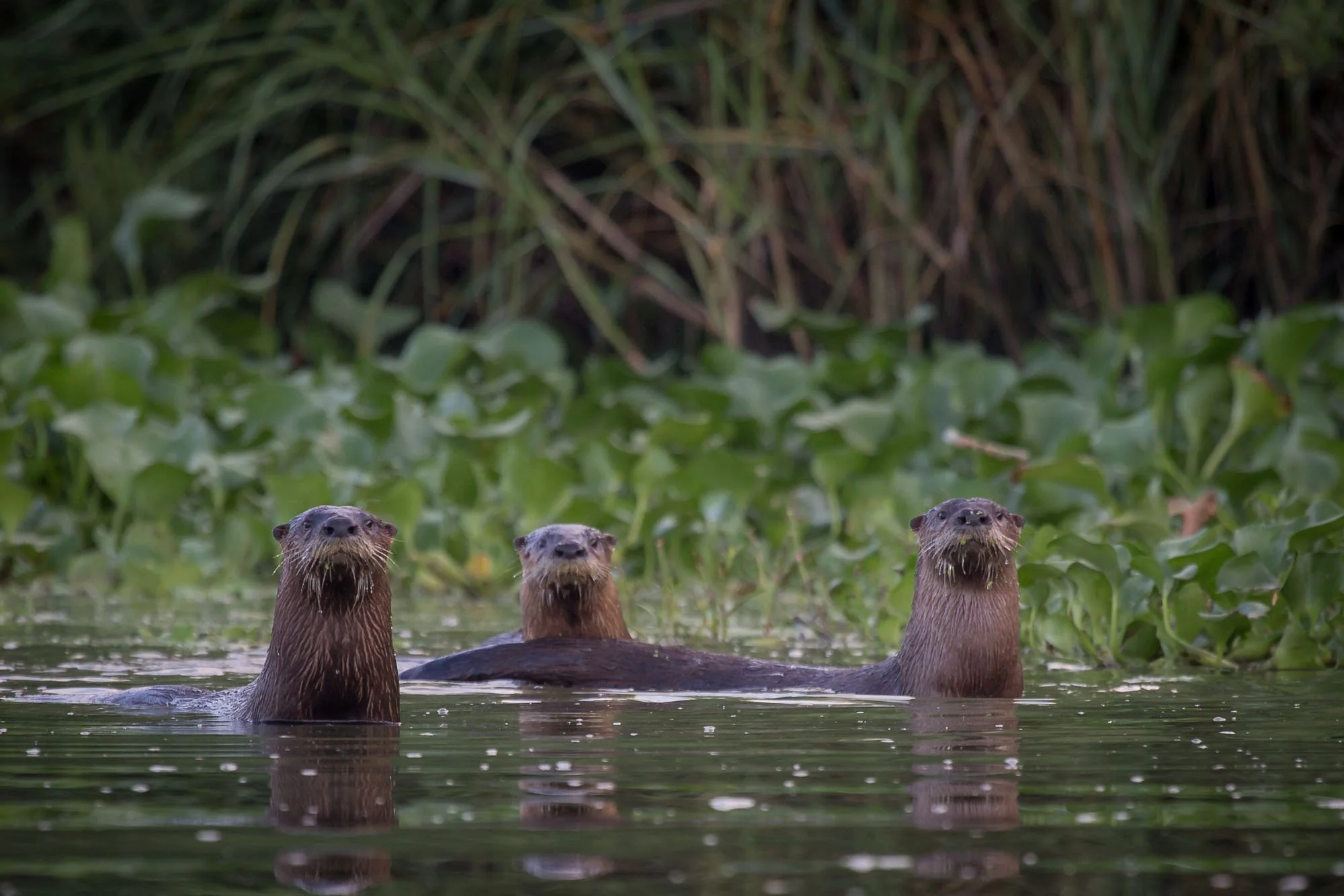 Armand Bayou Nature Center