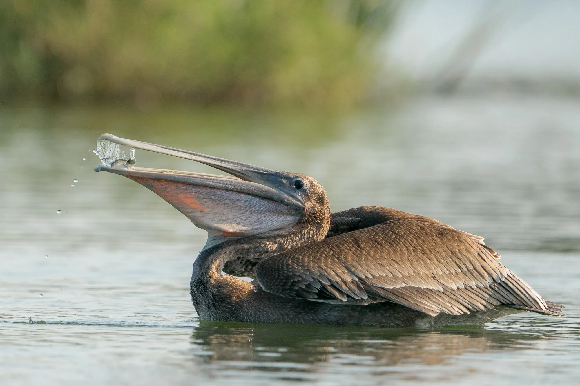 Brown Pelican (Pelecanus occidentalis) — ABNC