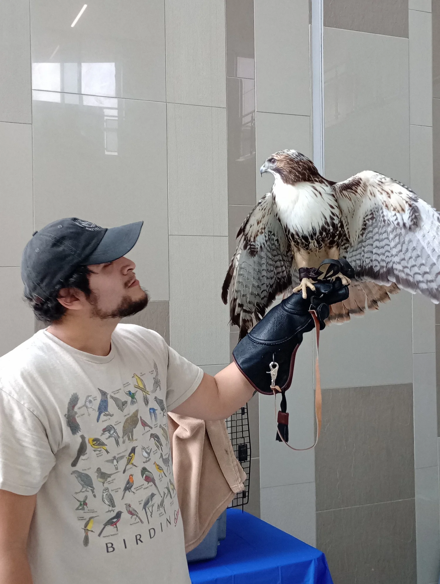 Meet Skyler, ABNC’s Red-Tailed Hawk Ambassador — ABNC