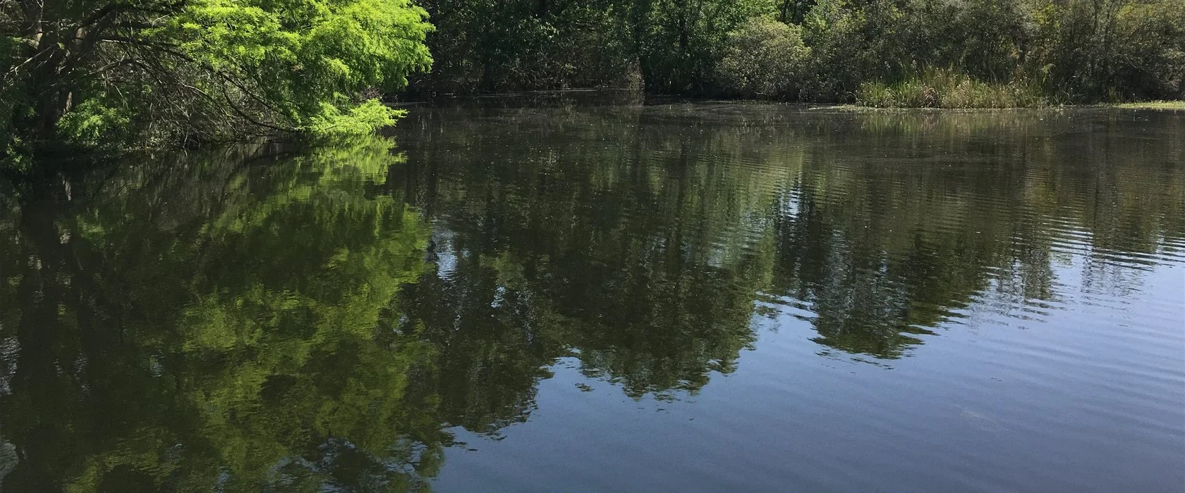 Pond Dip-netting, family fun with science. Learn about pond ecology and ...