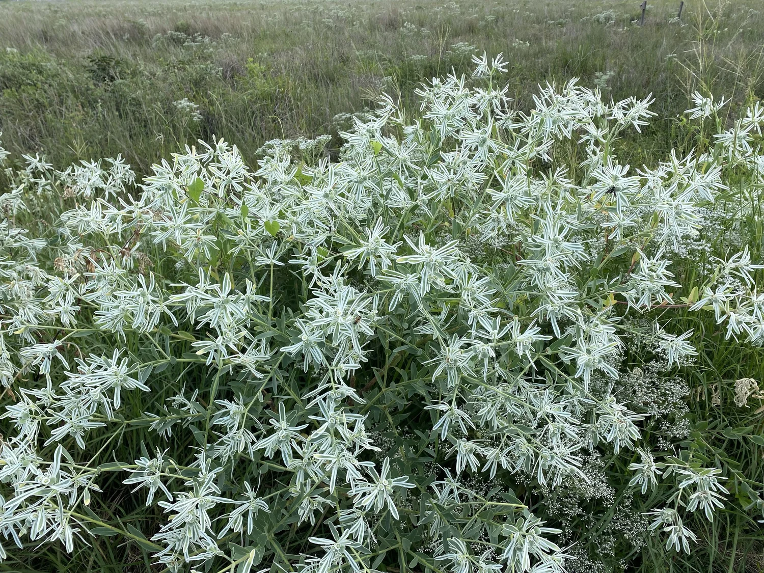 Snow On The Prairie — ABNC