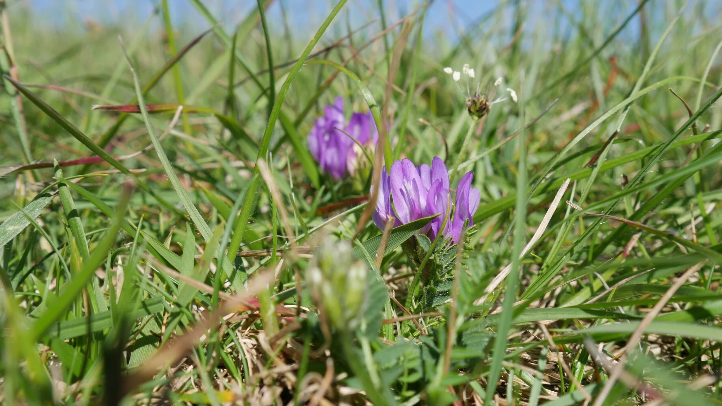 Things to See — Cleeve Common