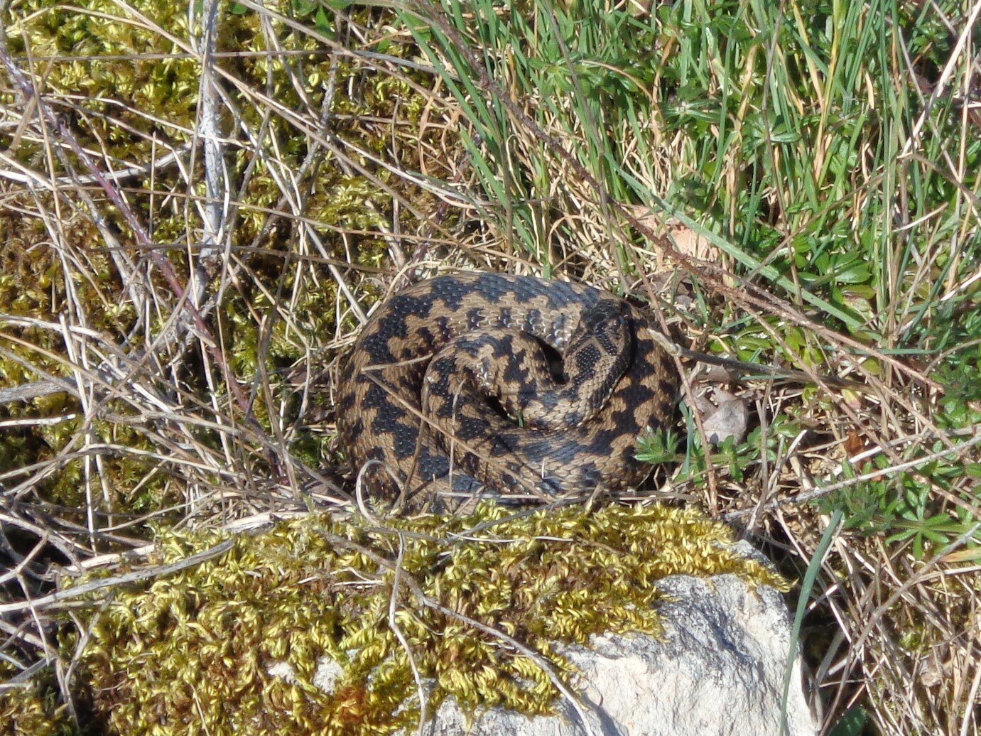 Adders now active — Cleeve Common