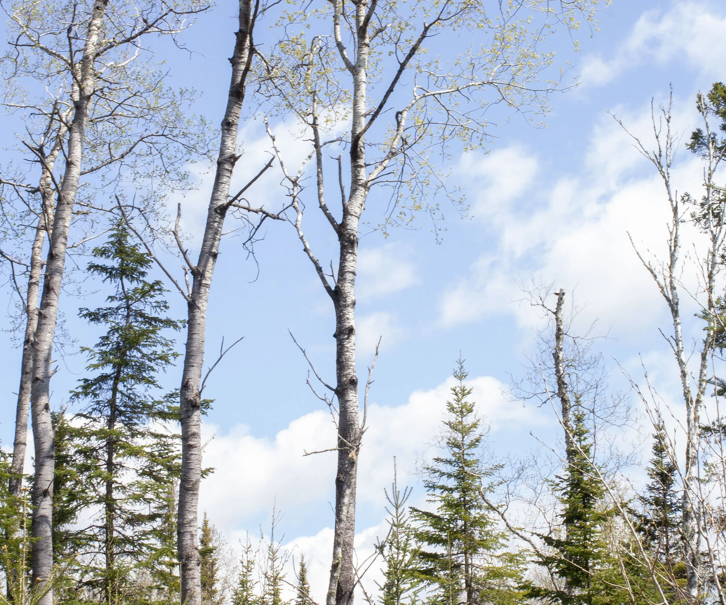 Broken Forest — Beth Dow