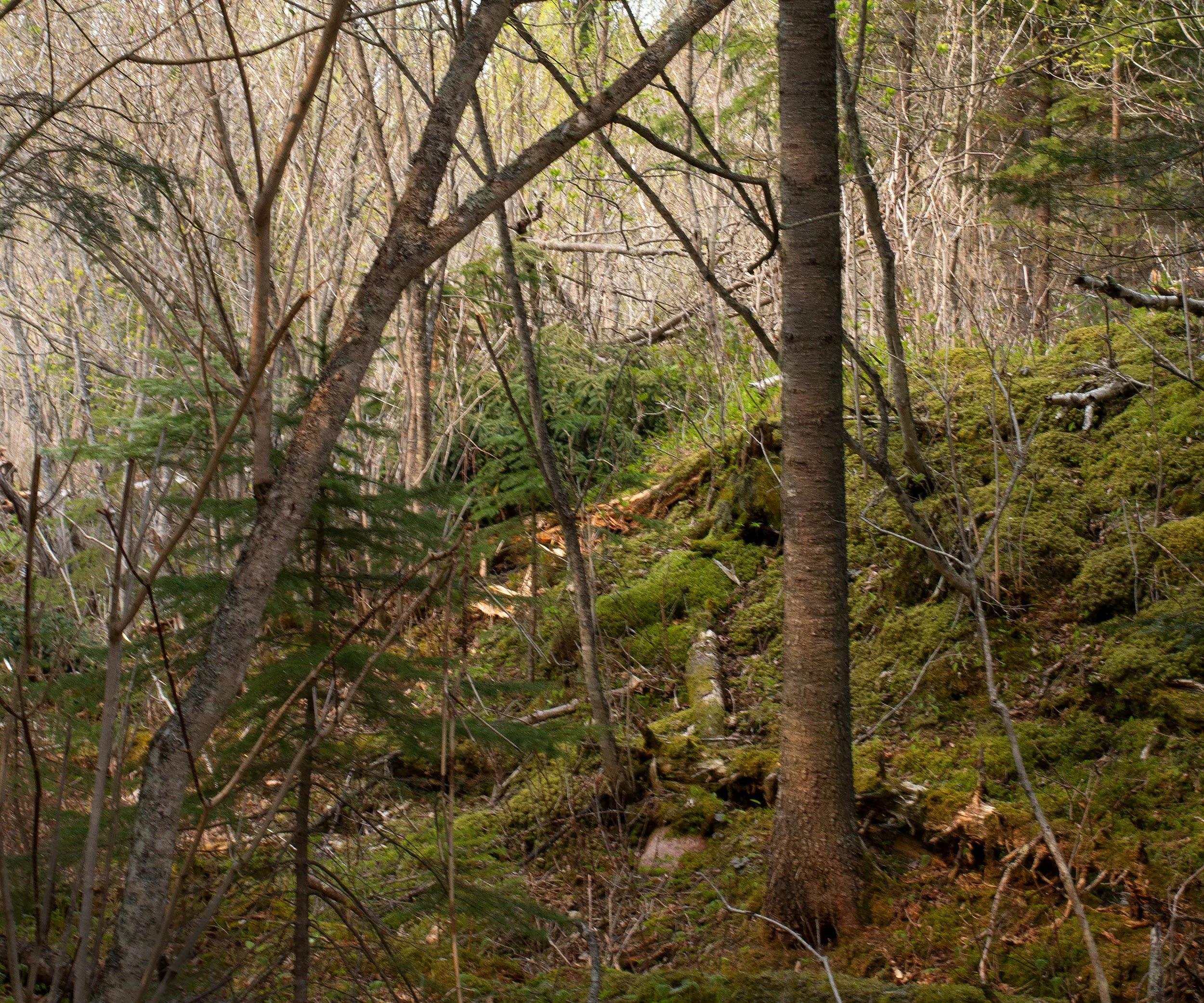 Broken Forest — Beth Dow