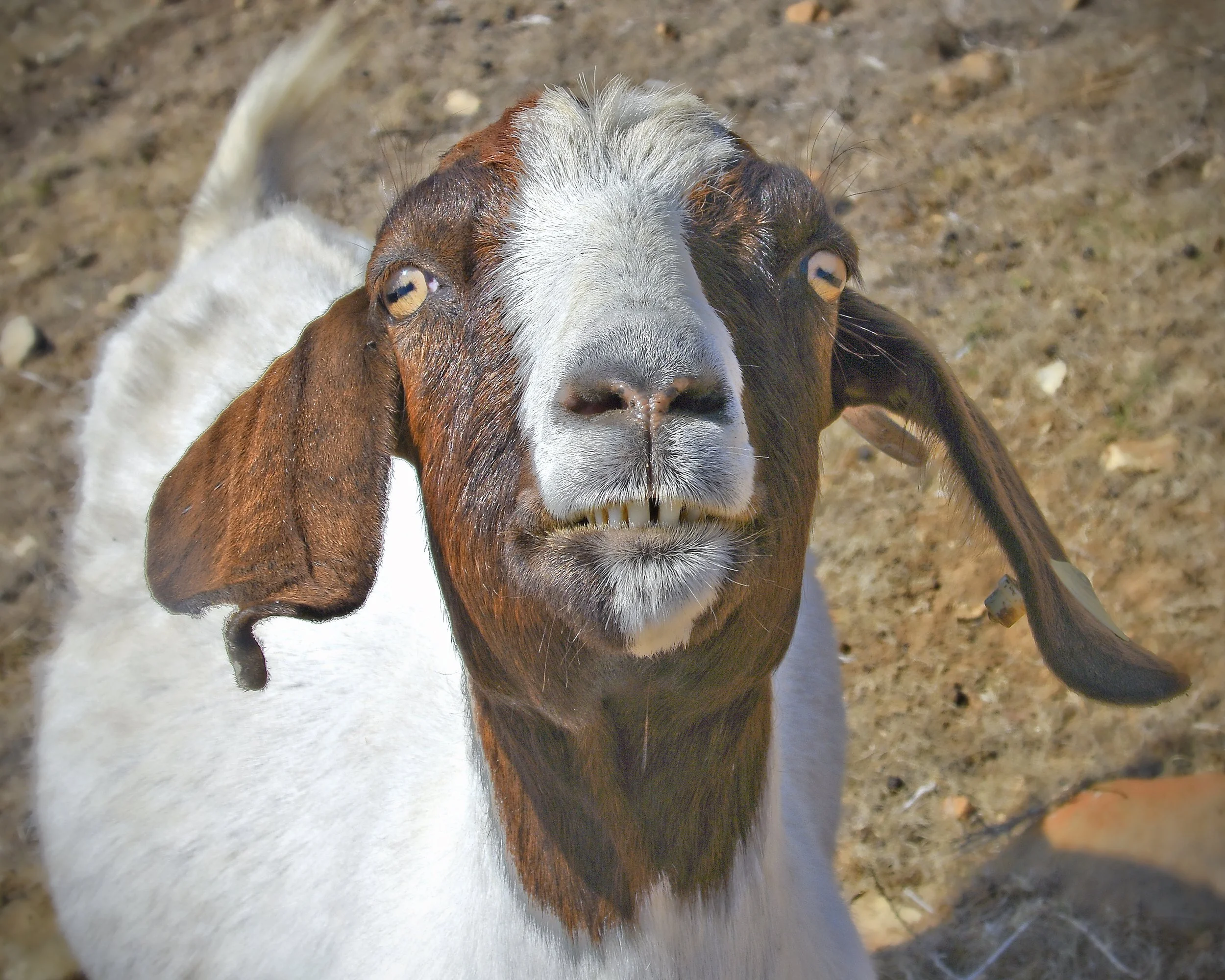 OH MY GOAT! Man’s Other Best Friend? By Photographer, Storyteller ...