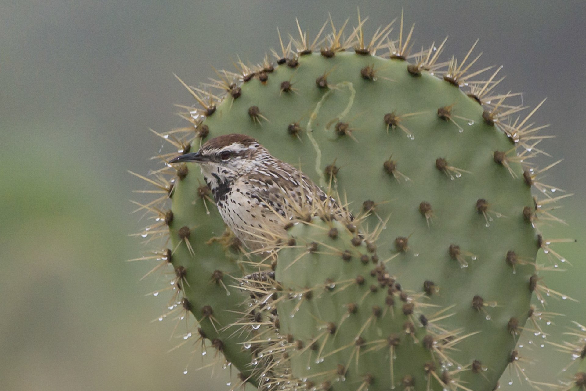 Cactus Wren of the Palos Verdes Peninsula By Palos Verdes Peninsula ...