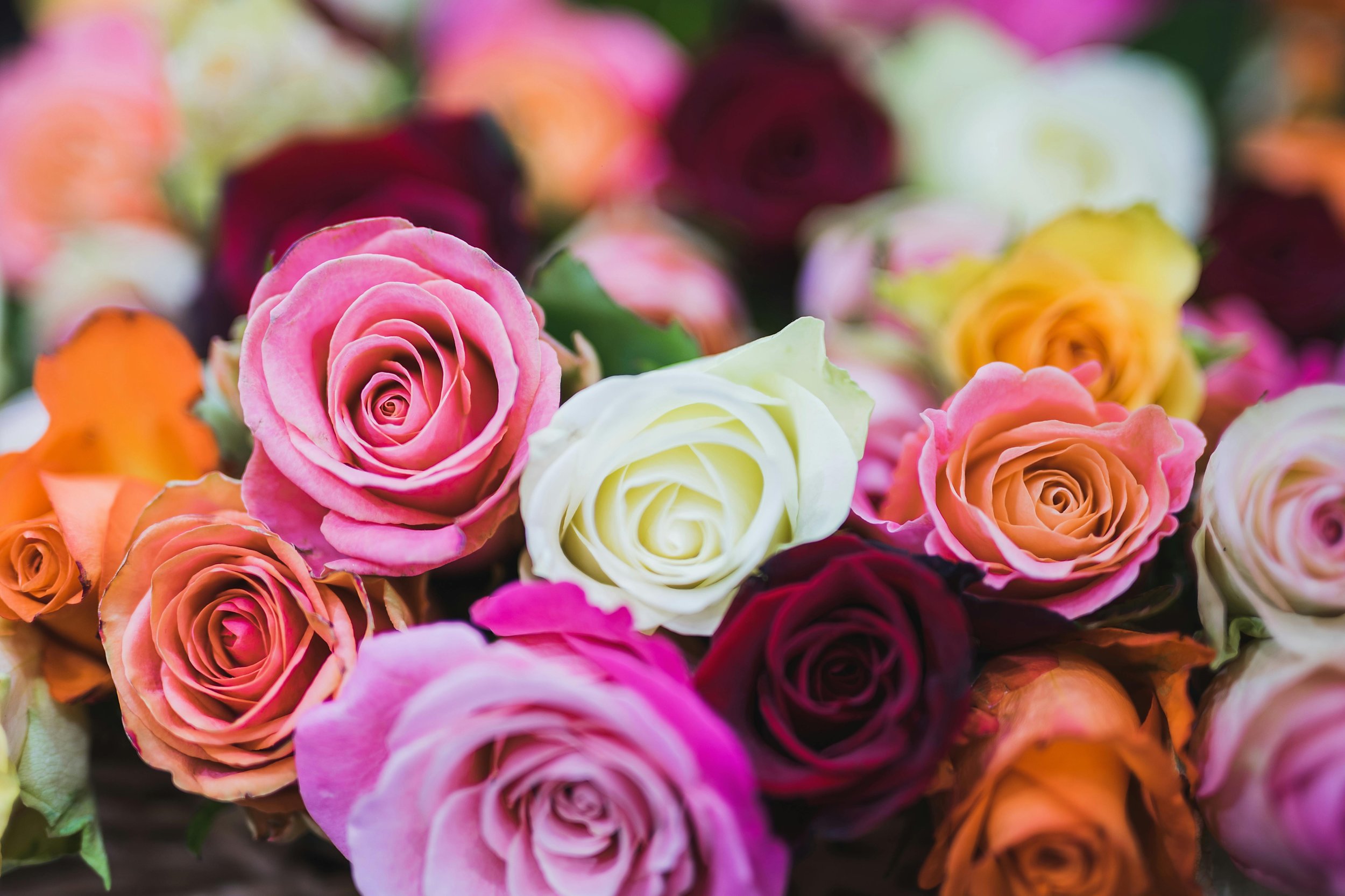 Speaking the Language of Flowers: Choosing Blooms with Meaning This ...