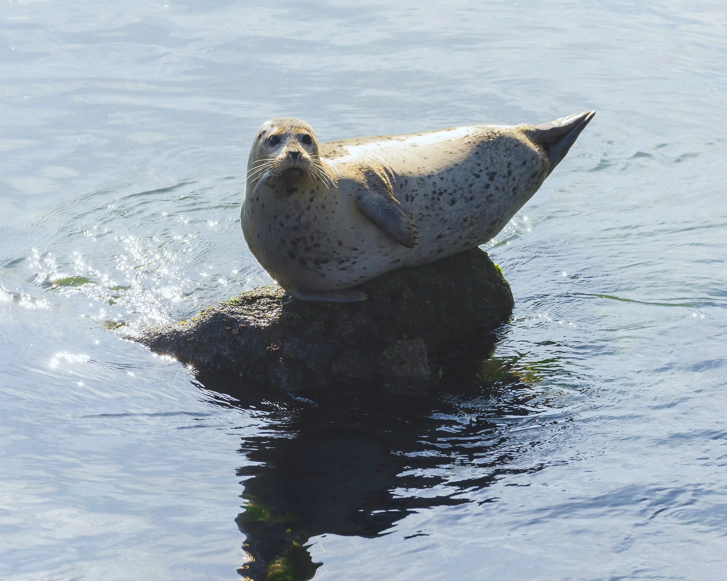 The Symbolism of Harbor Seals: A Deep Dive into Cultural and ...