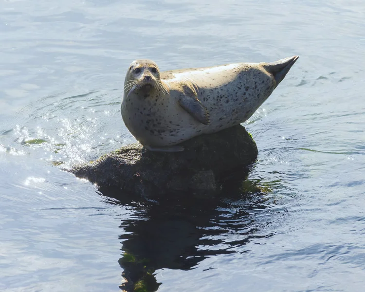 The Symbolism of Harbor Seals: A Deep Dive into Cultural and Mythological Significance — Palos ...