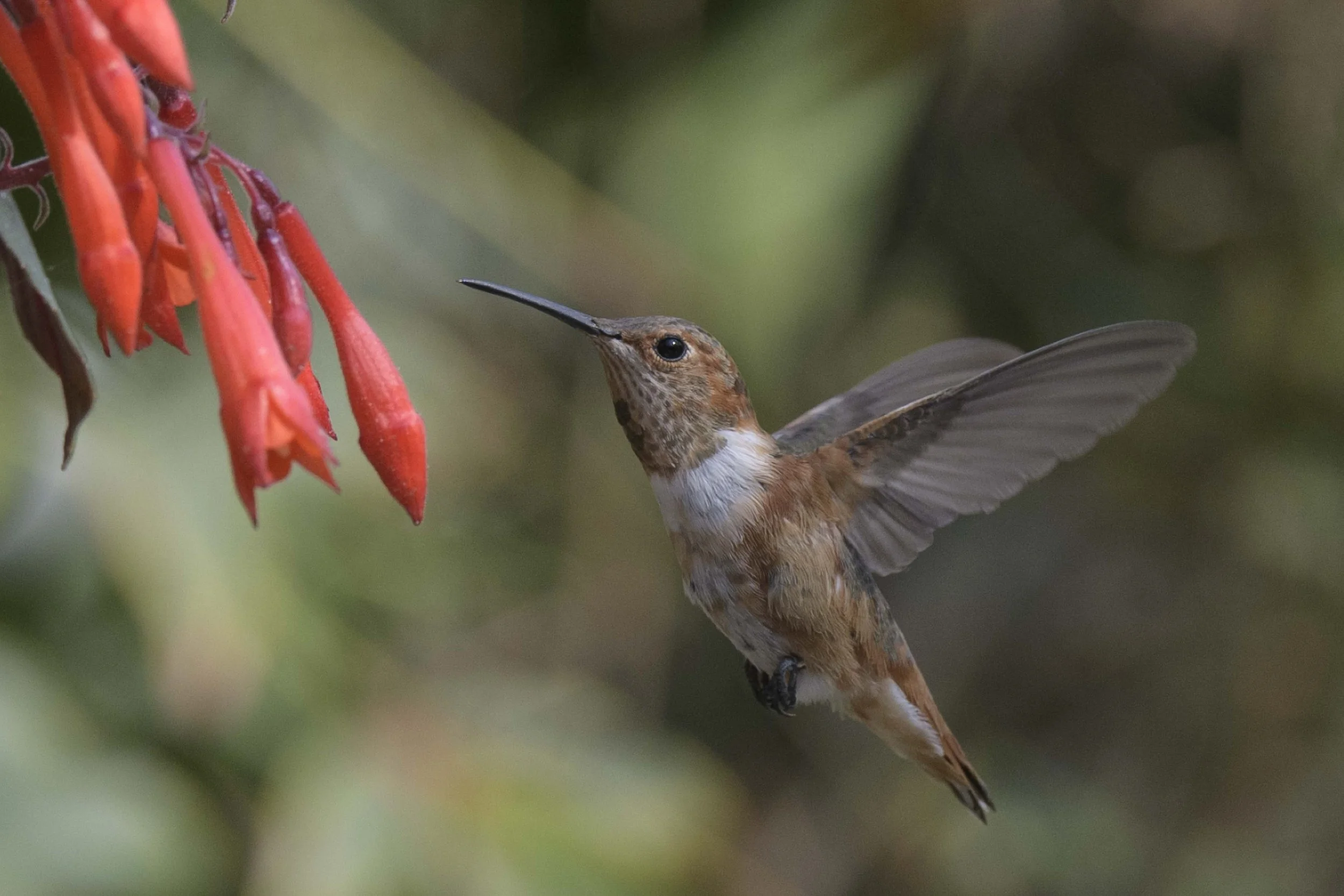 Hummingbirds of the Palos Verdes Peninsula By Local Photographer Randy ...