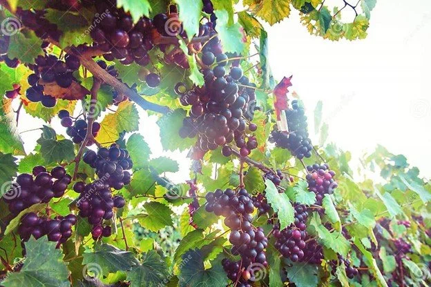 The Beneficial Effects of Muscadine Grapes for Beauty and Health By ...