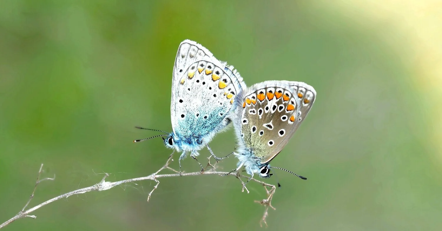 Celebrating the Unsung Heros of Conservation: US Navy gives Flight to ...