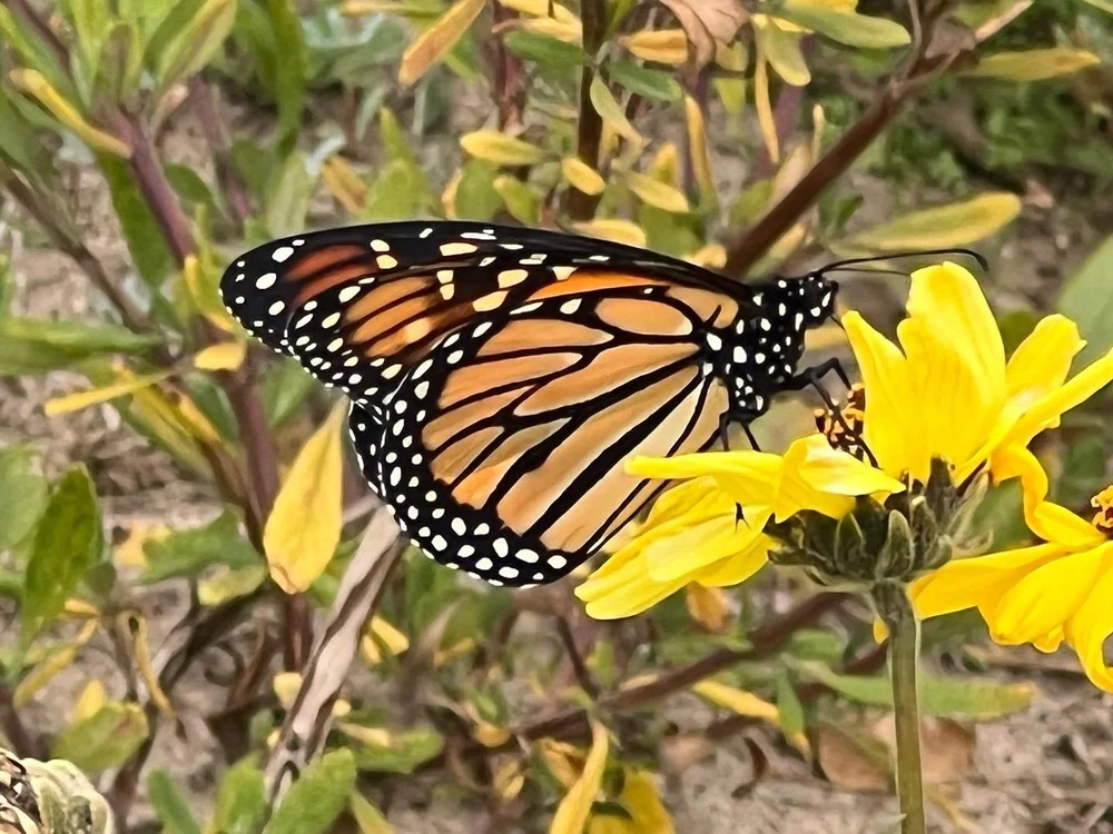 Helping Monarch Butterflies This Spring — Palos Verdes Pulse