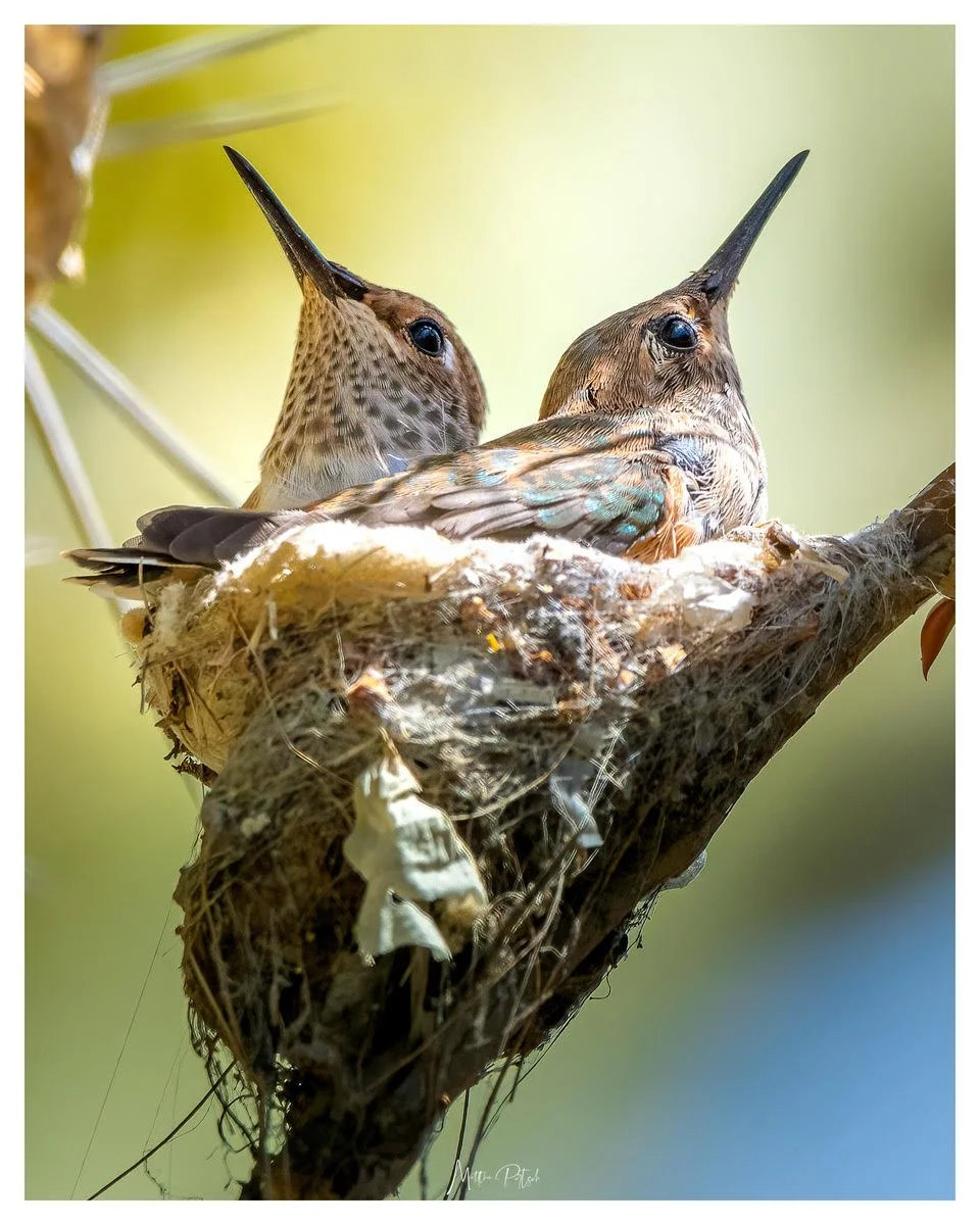 The Beauty & Magic of Hummingbirds By Local Los Angeles Photographer ...