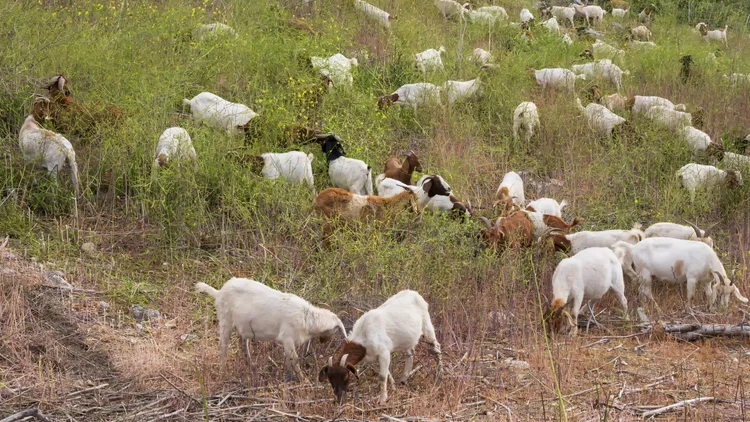 Unraveling the Charismatic Charm of Goats: A Fascinating Insight into ...