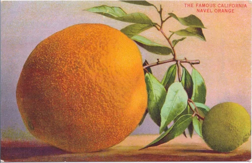 THE BIG ORANGE – THE BIG BANG By David Boulé — Palos Verdes Pulse