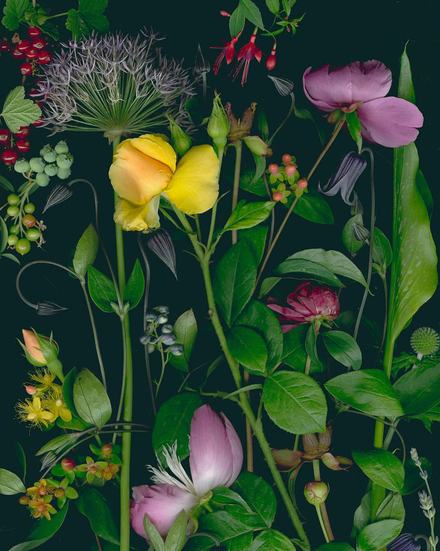 Still Life Photographs of Natural Objects By Deb Stoner — Palos Verdes ...