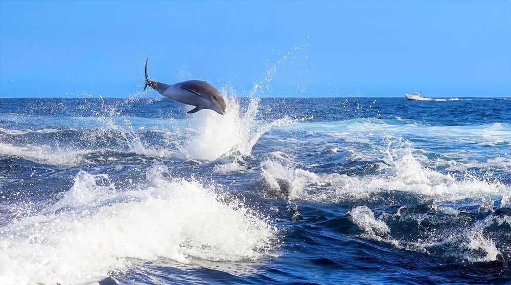 My Wild Ocean Friends By Photographer and Contributor Brenda Cash ...