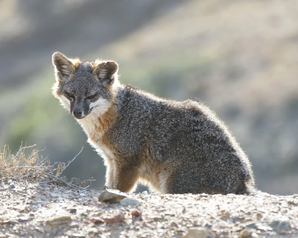 Meet the Foxy Residents - Catalina Island Foxes: Surviving with a ...