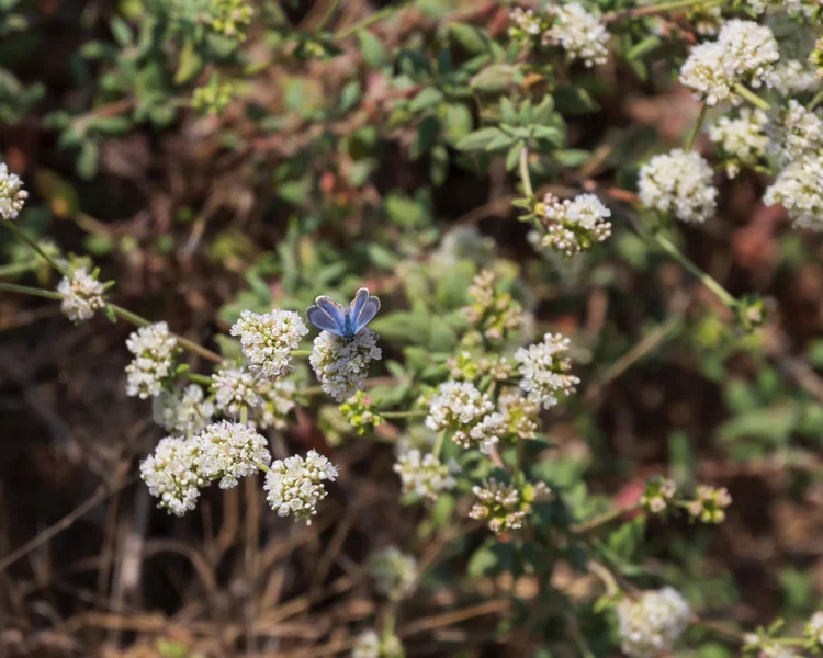 The El Segundo Blue Butterfly ~ A Fight for Survival By Steve Tabor ...