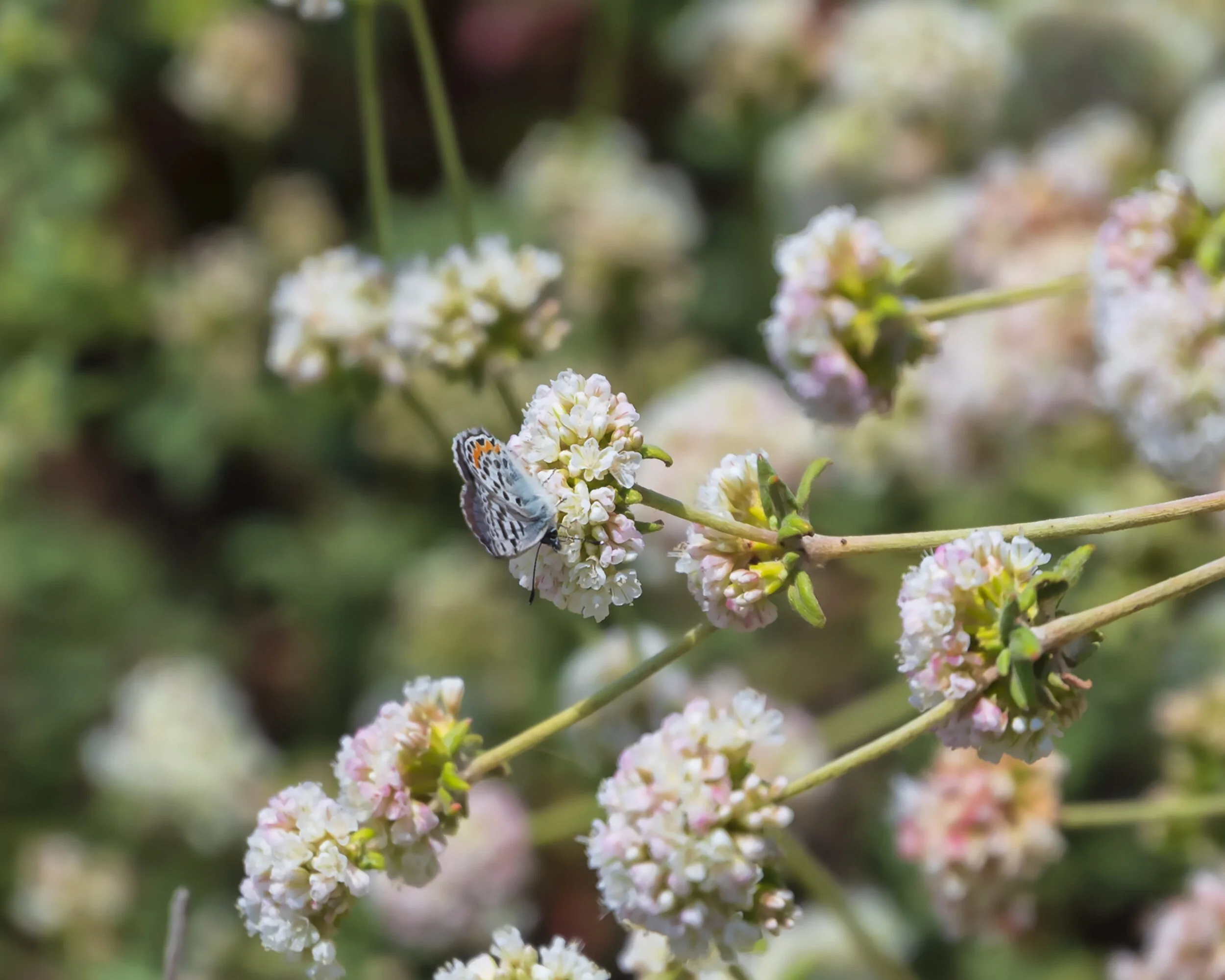 The El Segundo Blue Butterfly ~ A Fight for Survival By Steve Tabor ...