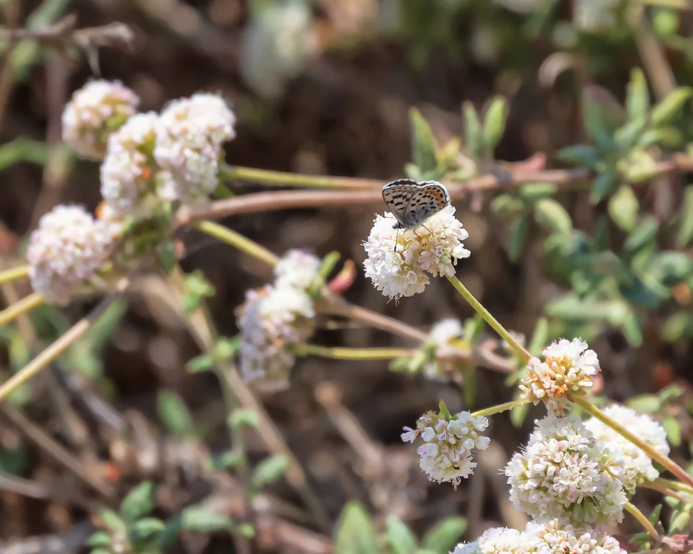 The El Segundo Blue Butterfly ~ A Fight for Survival By Steve Tabor ...