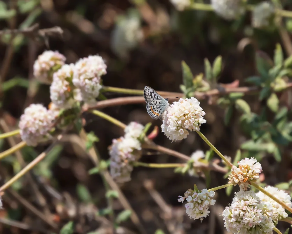 The El Segundo Blue Butterfly ~ A Fight for Survival By Steve Tabor ...
