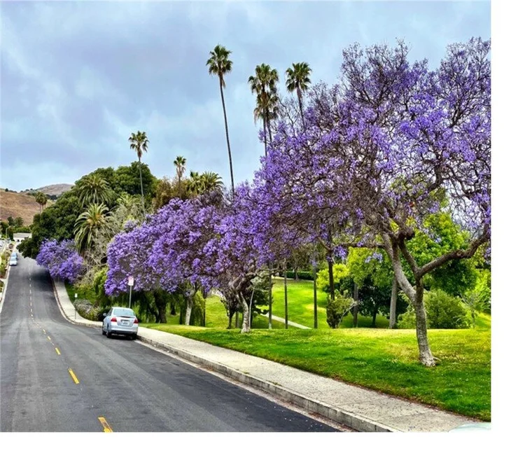 Discovering Averill Park ~ San Pedro’s Hidden Gem By Dianne Gowder ...