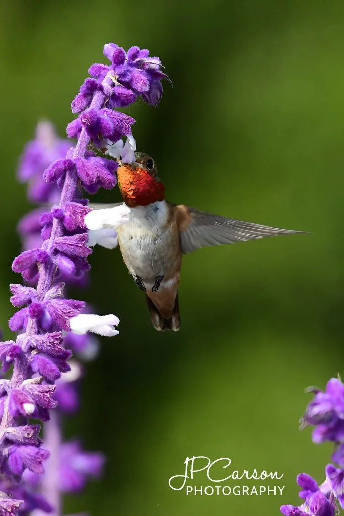 The Birds of the South Bay Botanic Gardens By Local Photographer Joe ...