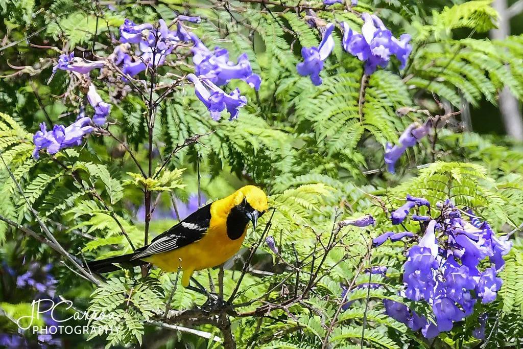 The Birds of the South Bay Botanic Gardens By Local Photographer Joe ...