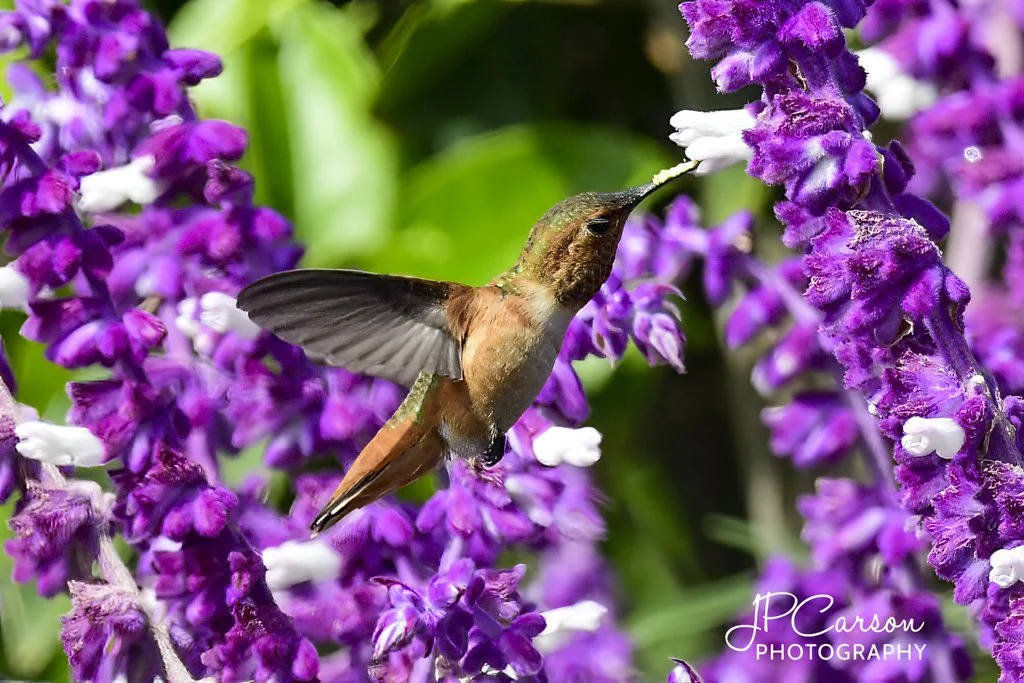 The Birds of the South Bay Botanic Gardens By Local Photographer Joe ...