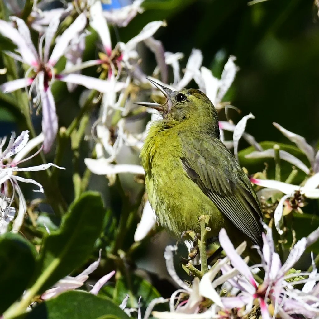 The Birds of the South Bay Botanic Gardens By Local Photographer Joe ...