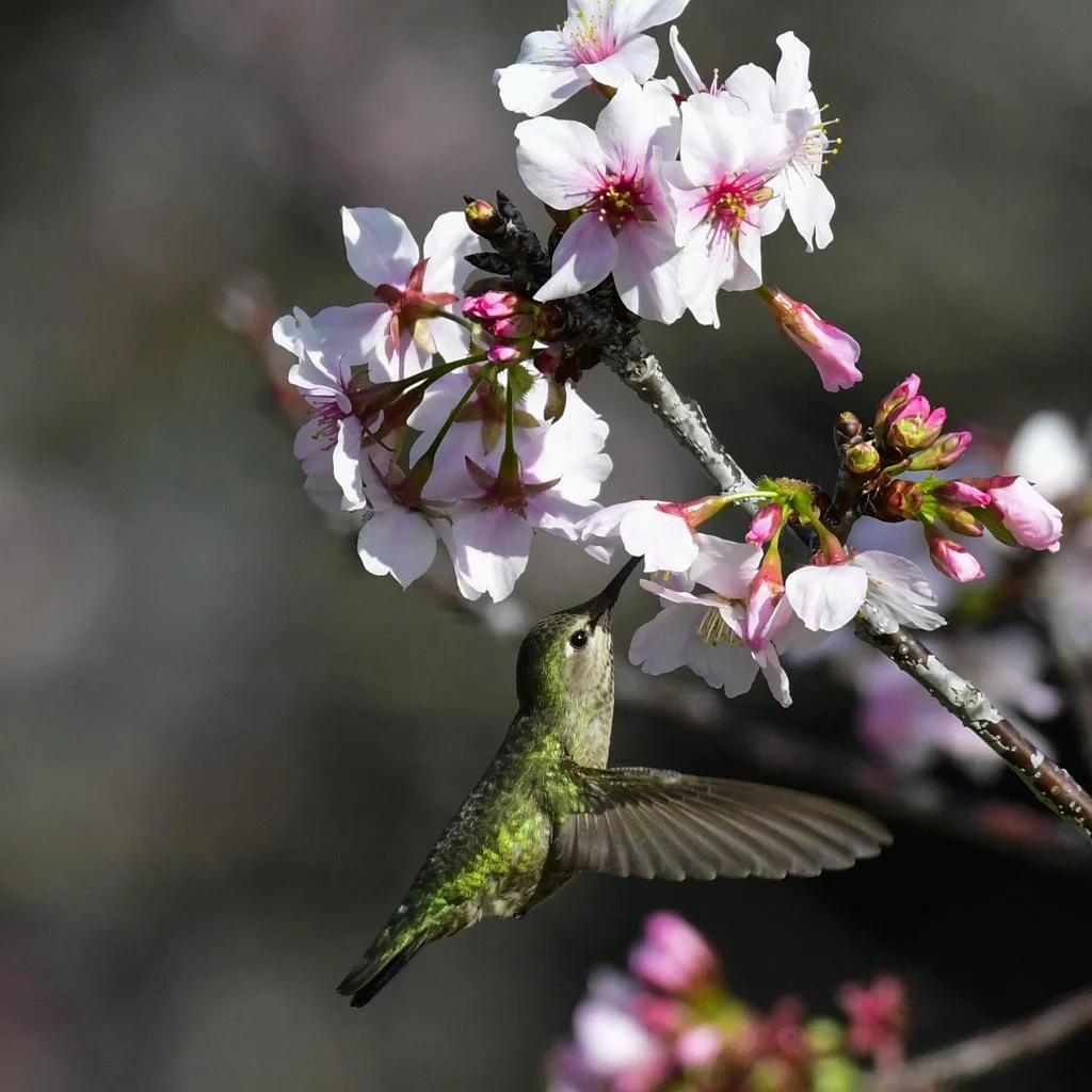 The Birds of the South Bay Botanic Gardens By Local Photographer Joe ...