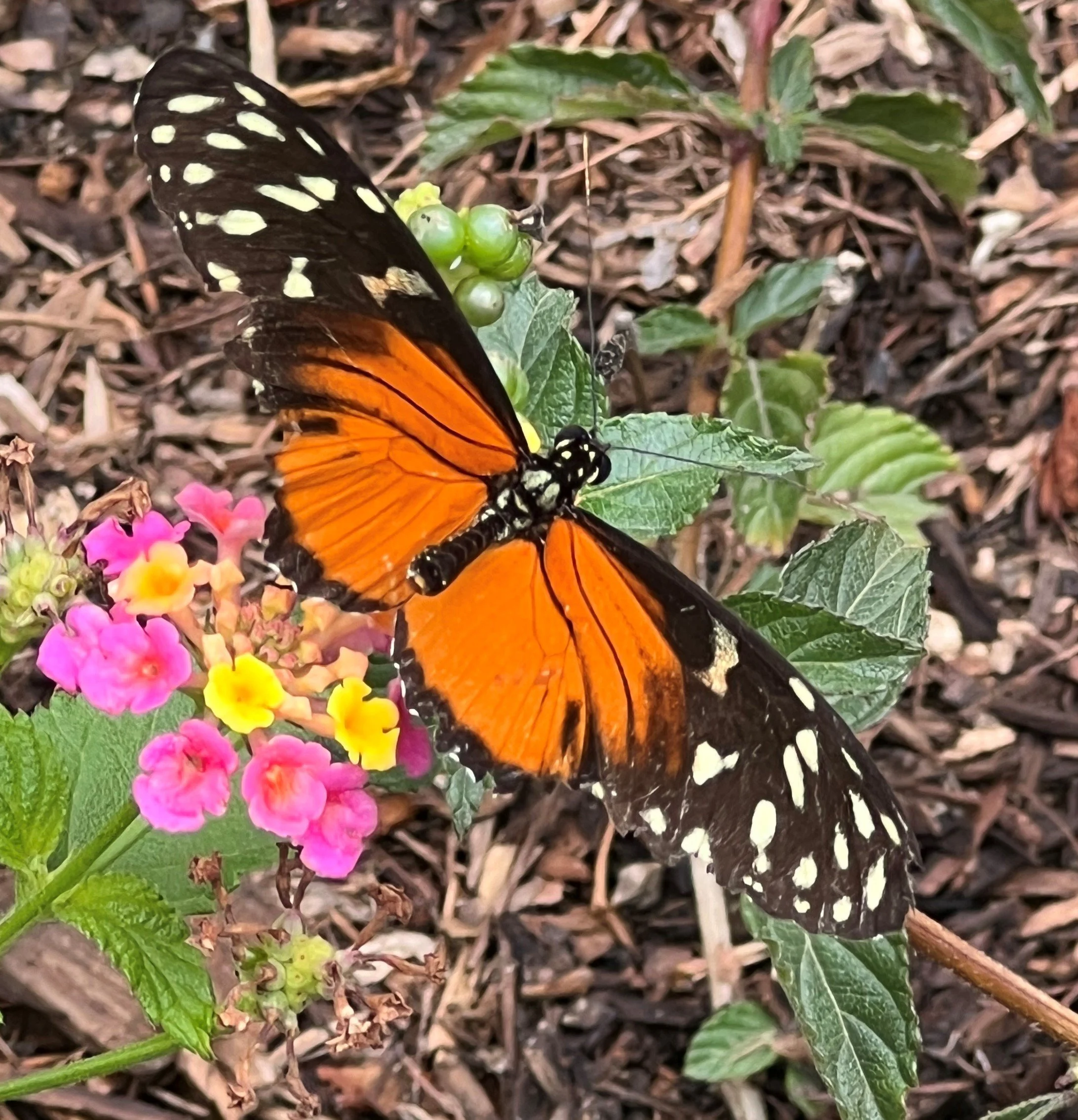 The Symbolism of Butterflies: Transcendence and Transformation and More ...