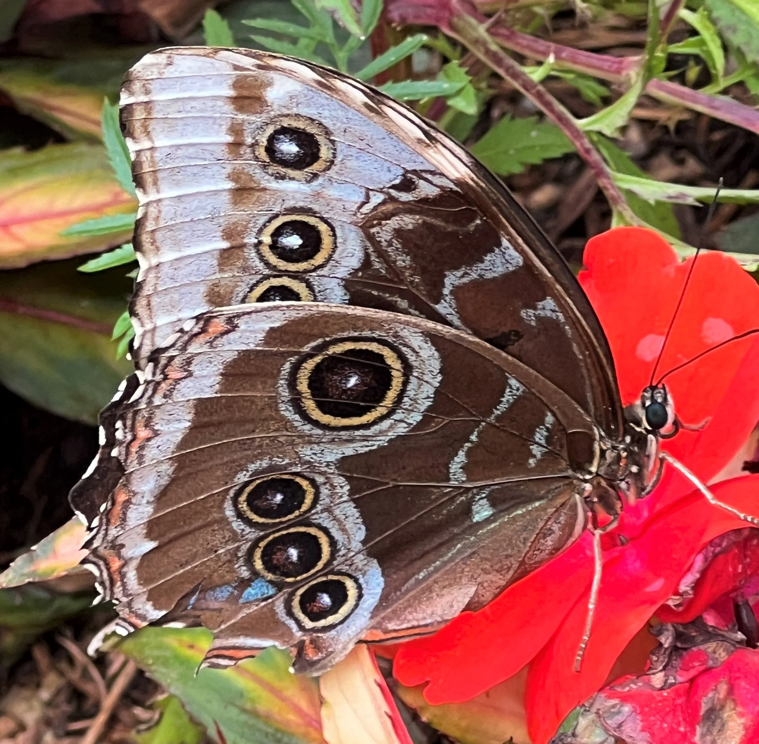 The Symbolism of Butterflies: Transcendence and Transformation and More ...