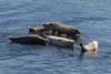 The Symbolism of Harbor Seals: A Deep Dive into Cultural and ...