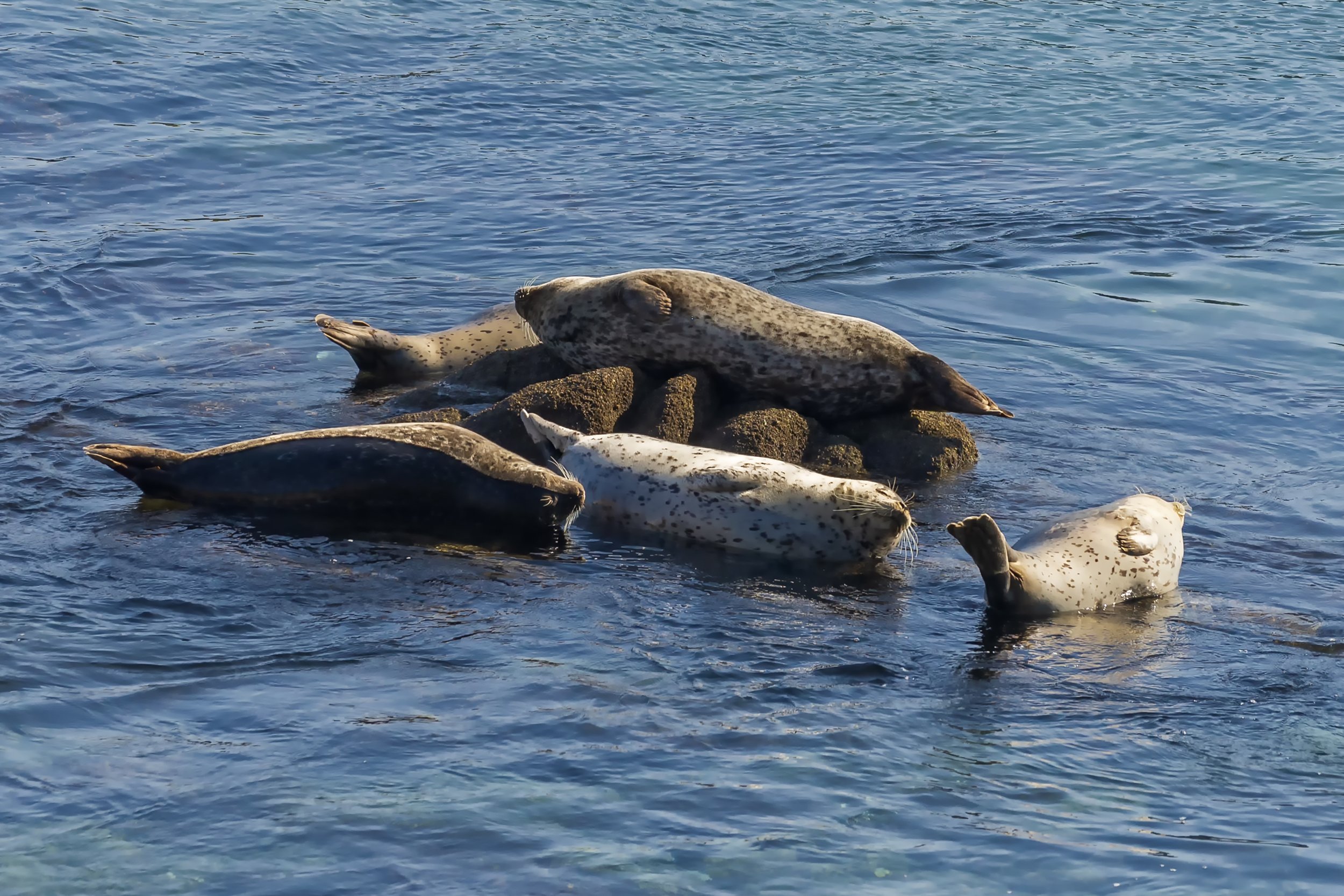 The Symbolism of Harbor Seals: A Deep Dive into Cultural and ...