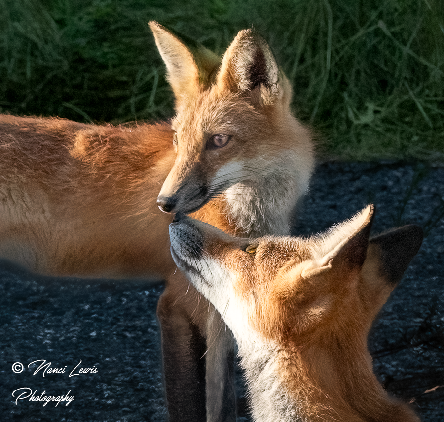 A Passion Unleashed: Finding Solace and Beauty in Wildlife Photography ...