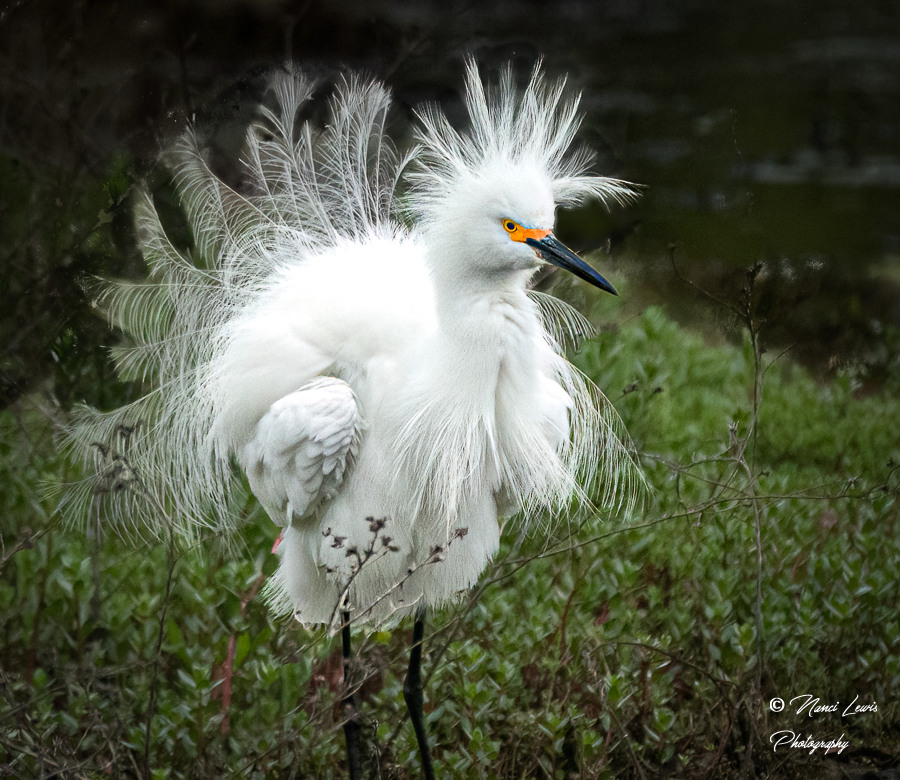 A Passion Unleashed: Finding Solace and Beauty in Wildlife Photography ...