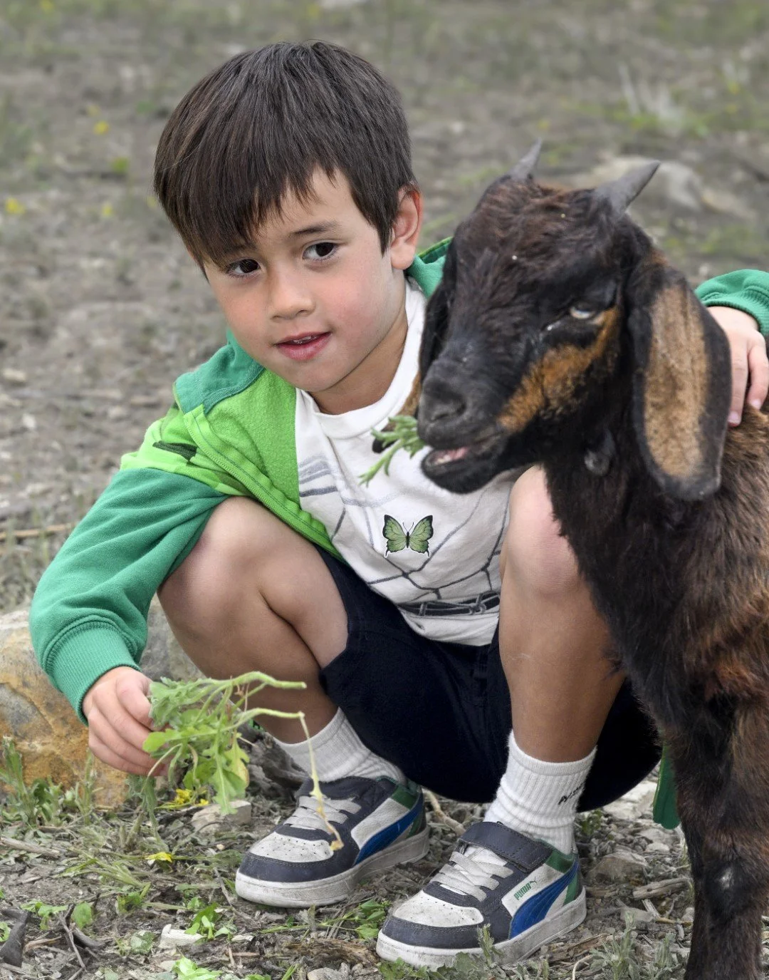 Adopt-a-Goat: Restoring the Peninsula, One Bite at a Time By Louise ...