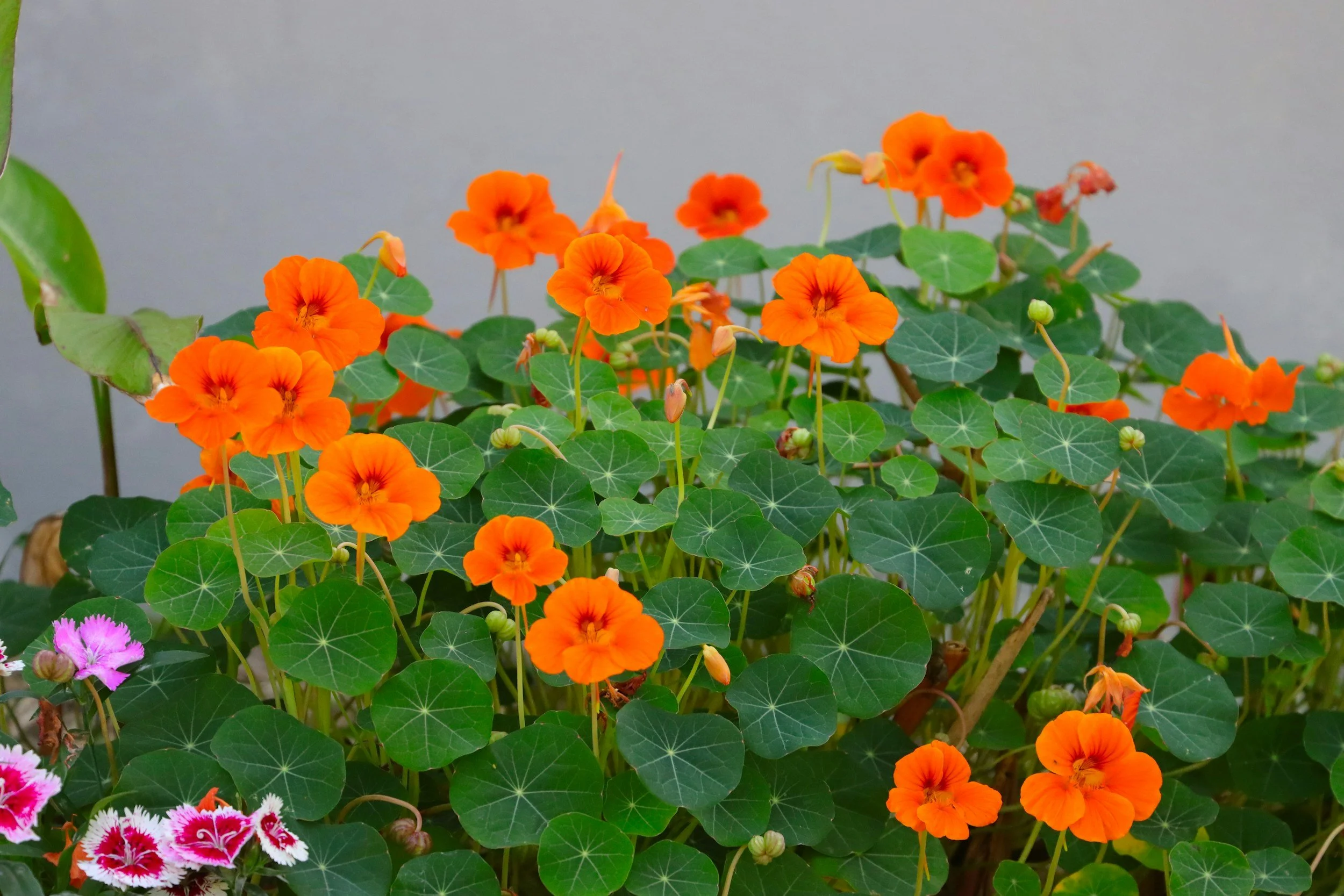 Wild & Wonderful: The Edible Magic of Local Mustard and Nasturtiums ...