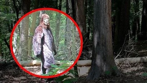 Bigfoot Pictures Real Life