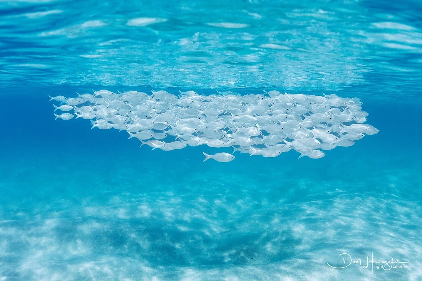 Sea Creatures of the Pacific By Photographer, Author & ContributorDon ...