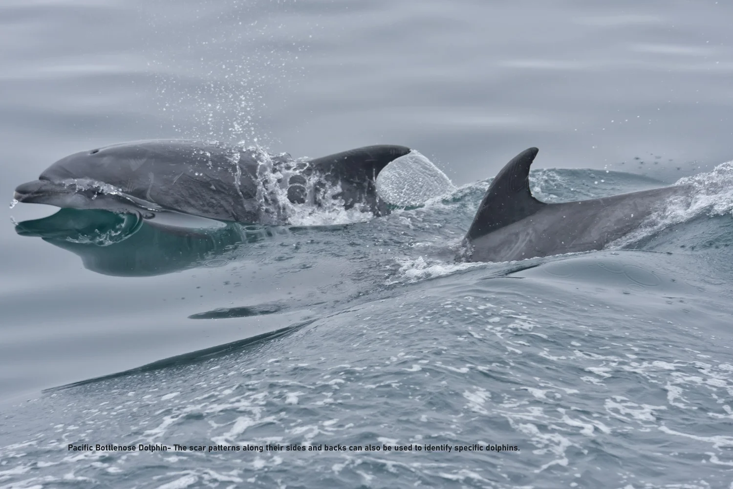 Whale of a Day is On it's Way: Taking a Break from the Norm - The Gray ...