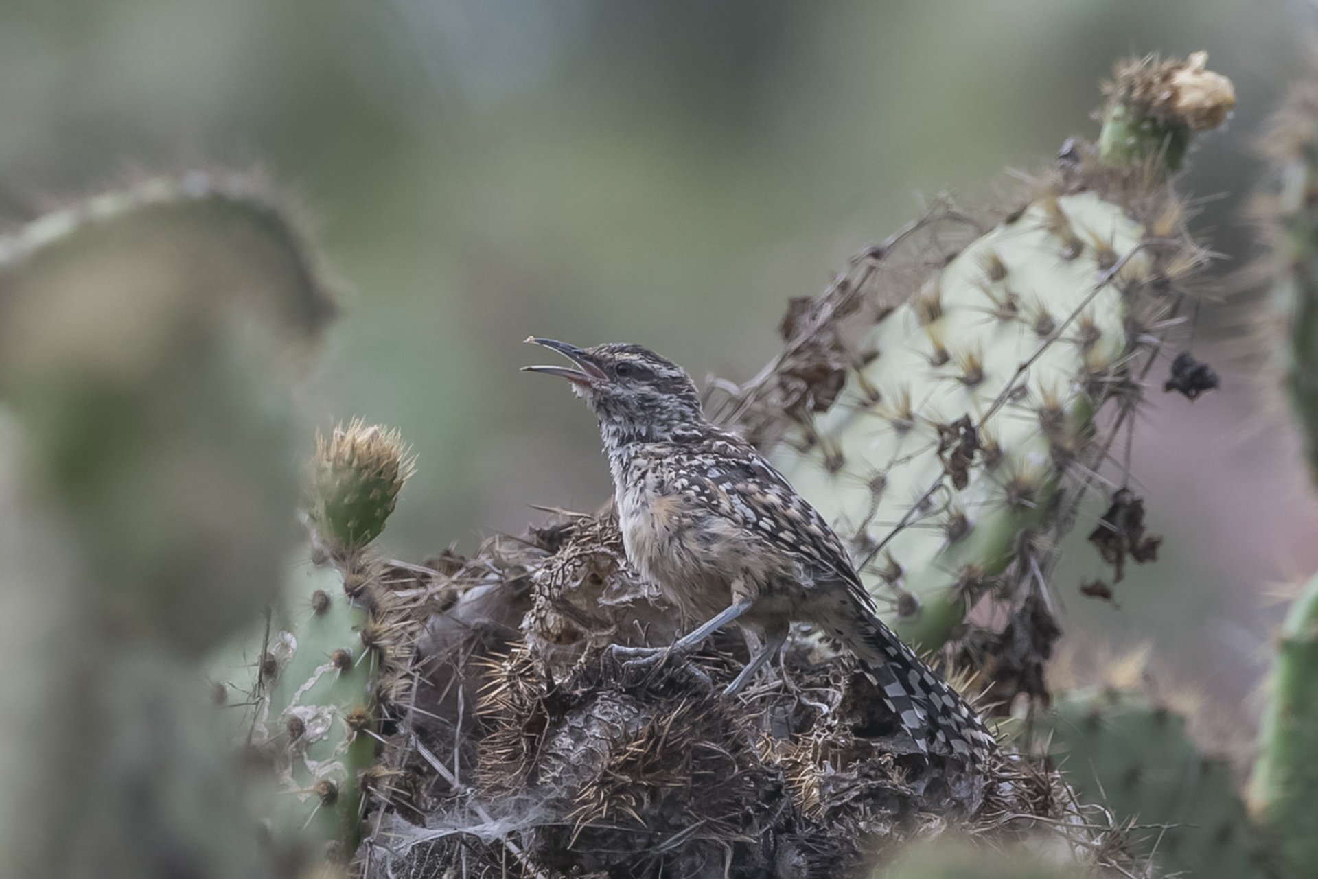 Cactus Wren of the Palos Verdes Peninsula By Palos Verdes Peninsula ...