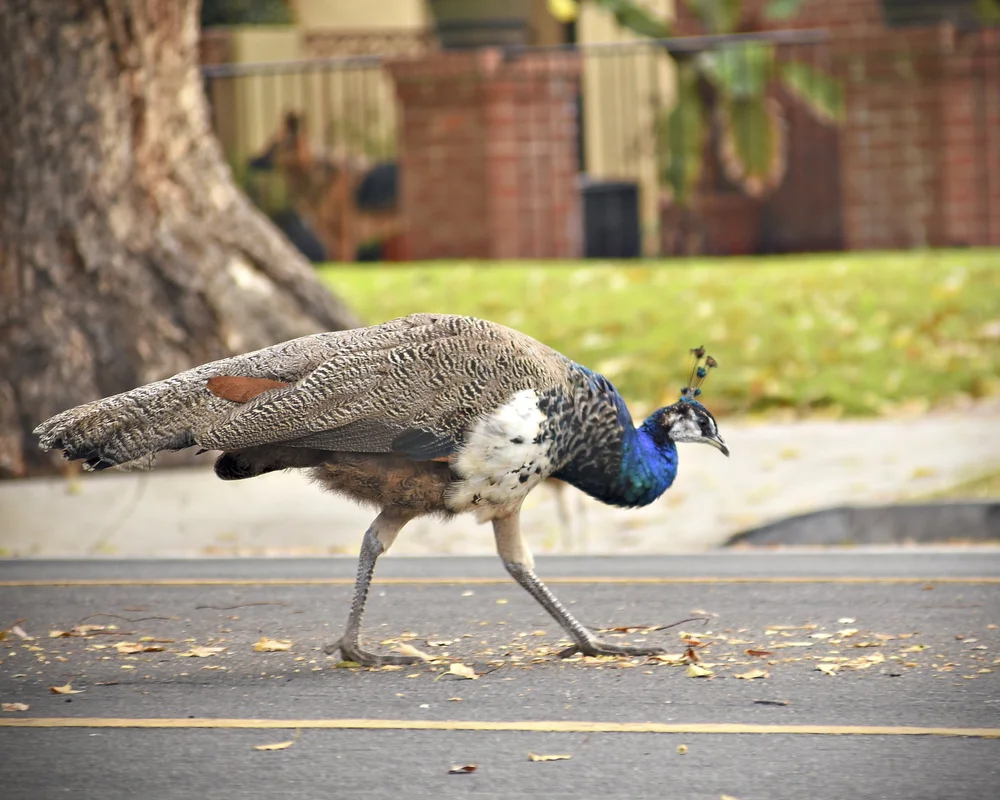 The Majestic Peacocks of the Banning Wrigley Historic District By ...